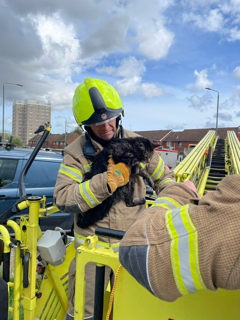 Cat rescue - Bexley | London Fire Brigade